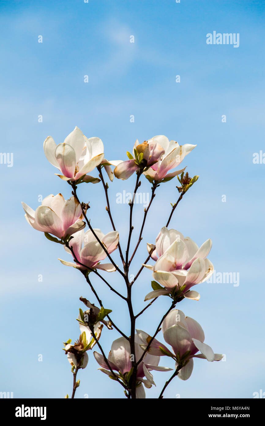 Beautiful colorful natural spring flowers in view Stock Photo - Alamy