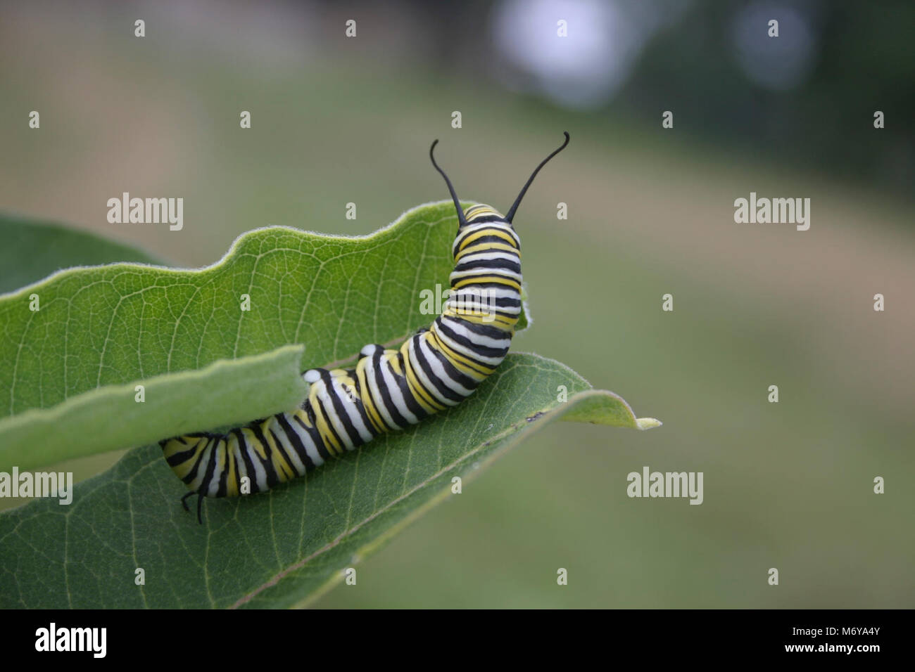 Monarch Caterpillar Stock Photo - Alamy