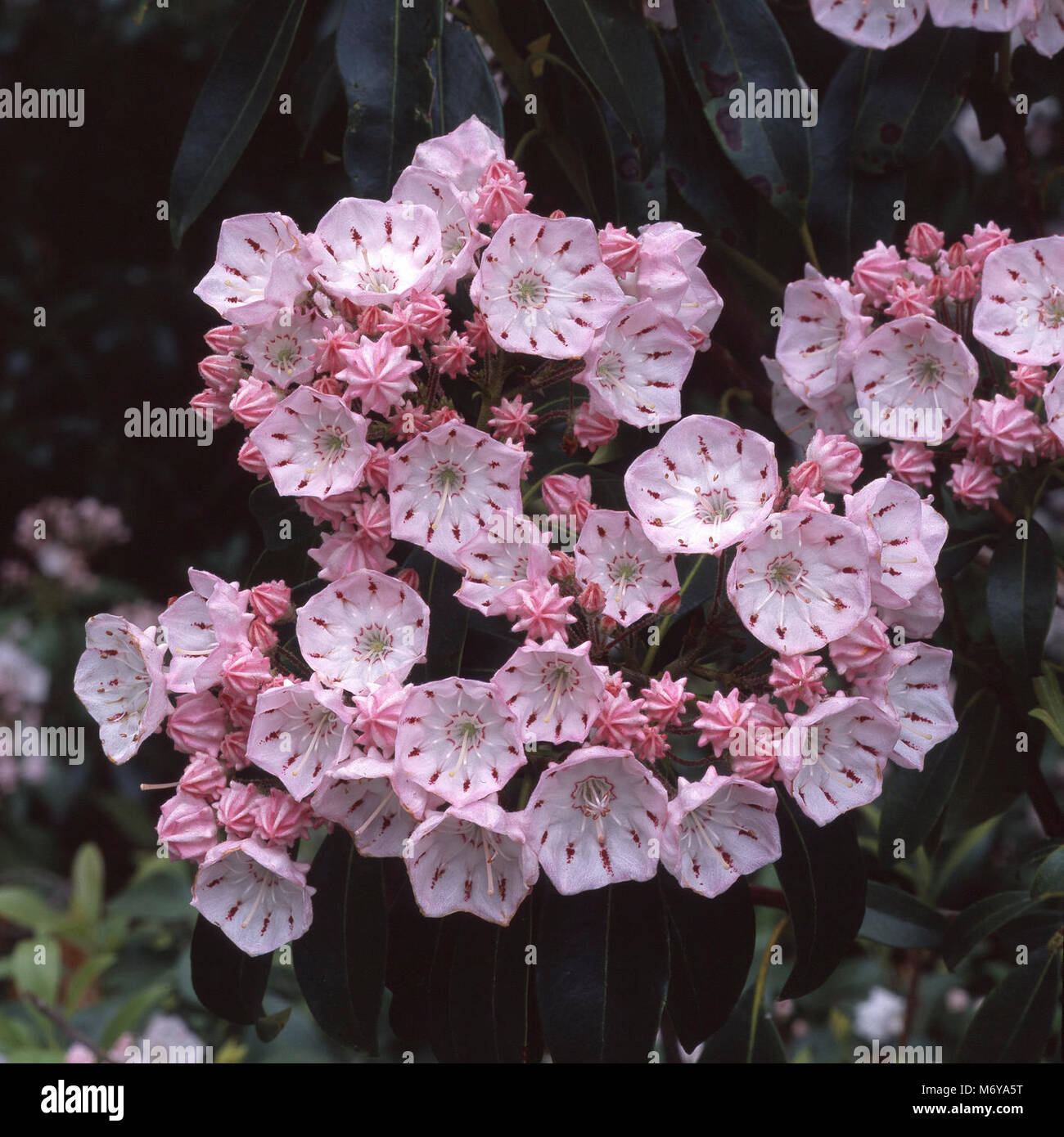 Mountain Laurel Flowers Stock Photo - Alamy