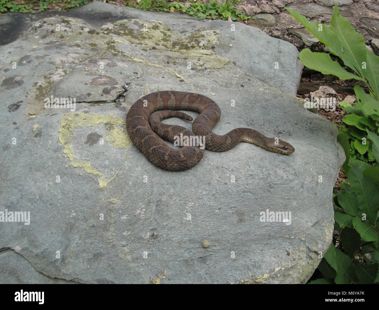Northern Water Snake Stock Photo - Alamy