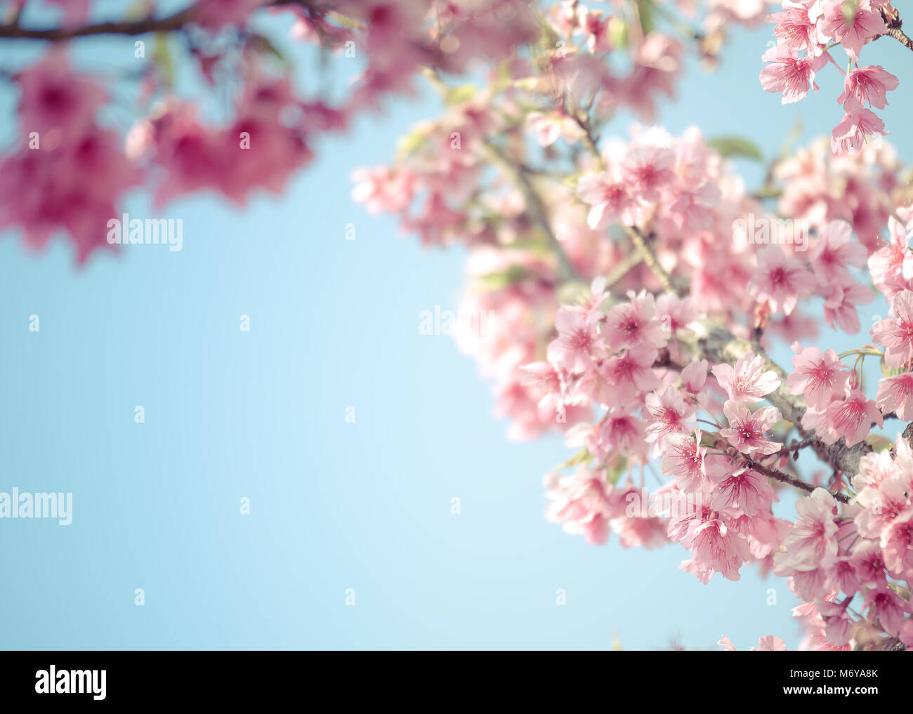 Japanese cherry blossom illustration hi-res stock photography and ...