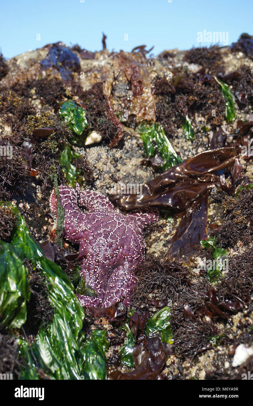 ochre sea star purple green Seaweed tide pool rialto d archuleta Stock ...