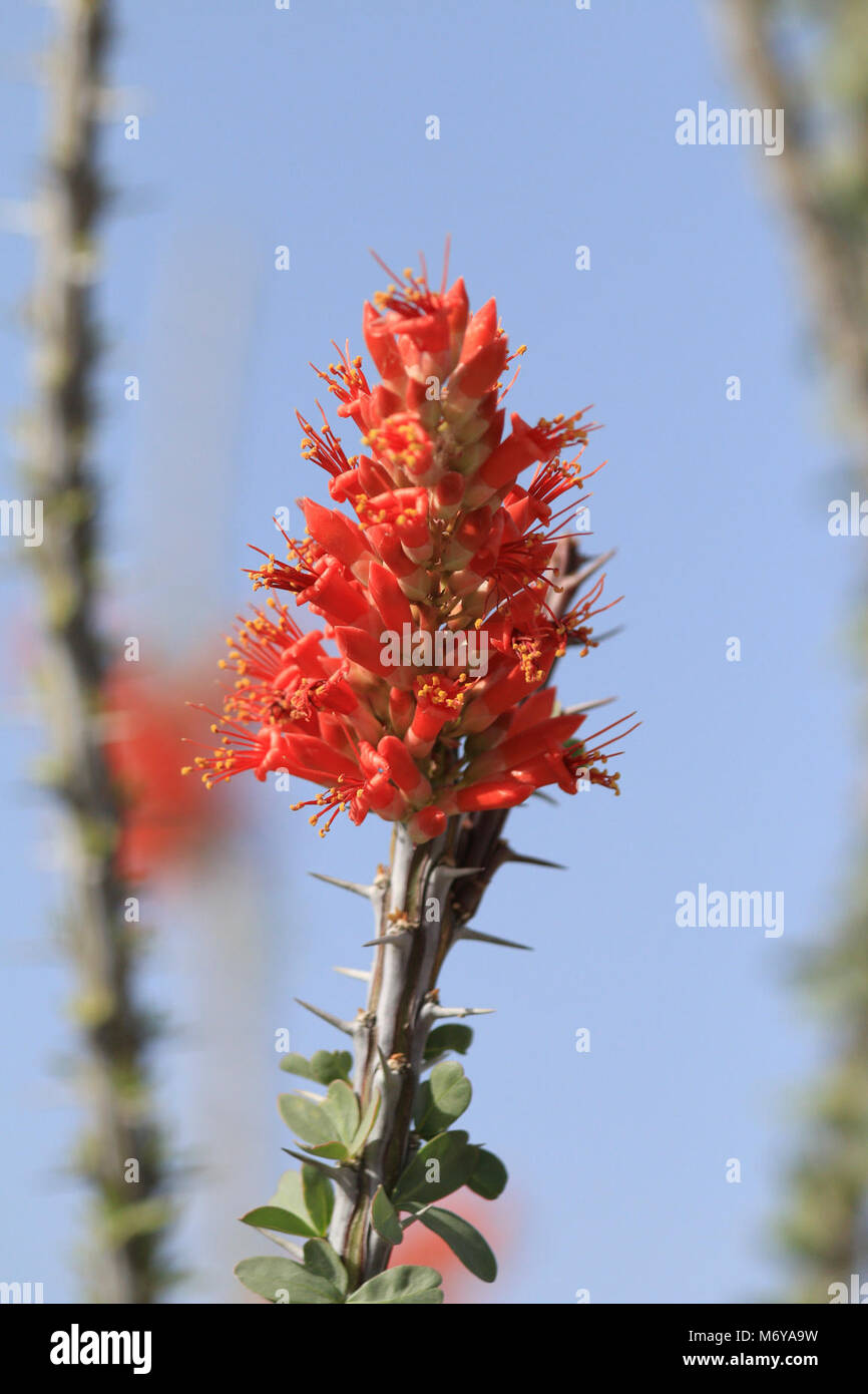 Ocotillo Stock Photo - Alamy