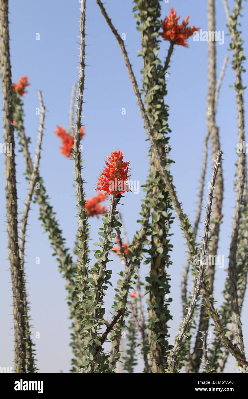 Ocotillo Stock Photo - Alamy
