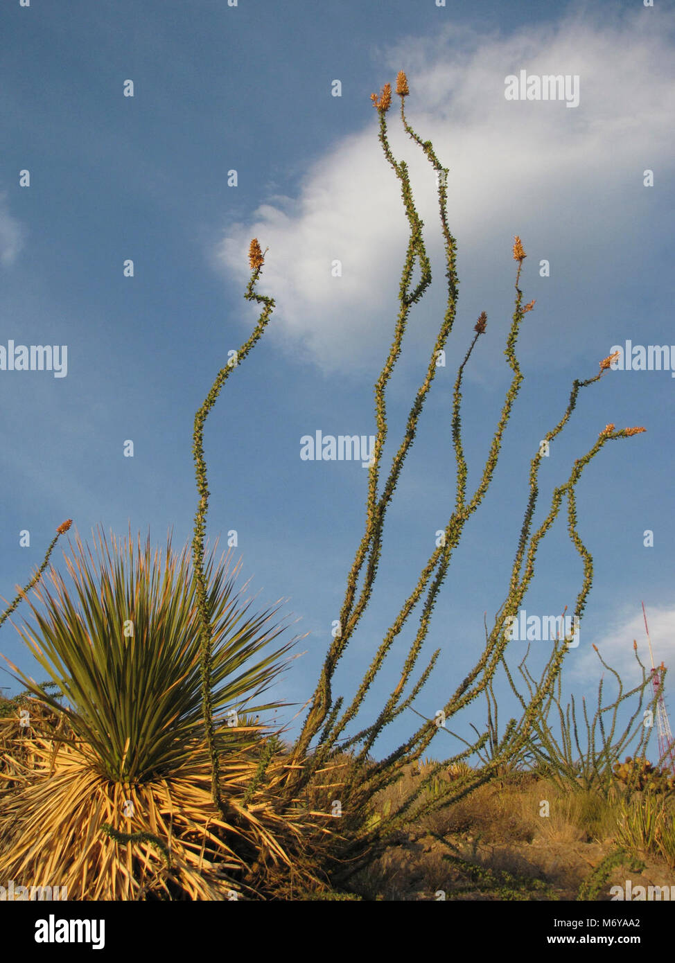 Ocotillo Stock Photo - Alamy