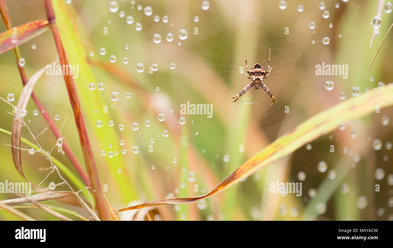 Orb Weaver in Autumn Stock Photo - Alamy