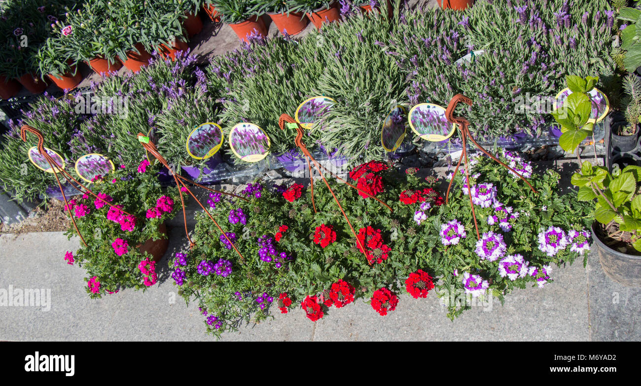 Beautiful colorful natural spring flowers in view Stock Photo - Alamy