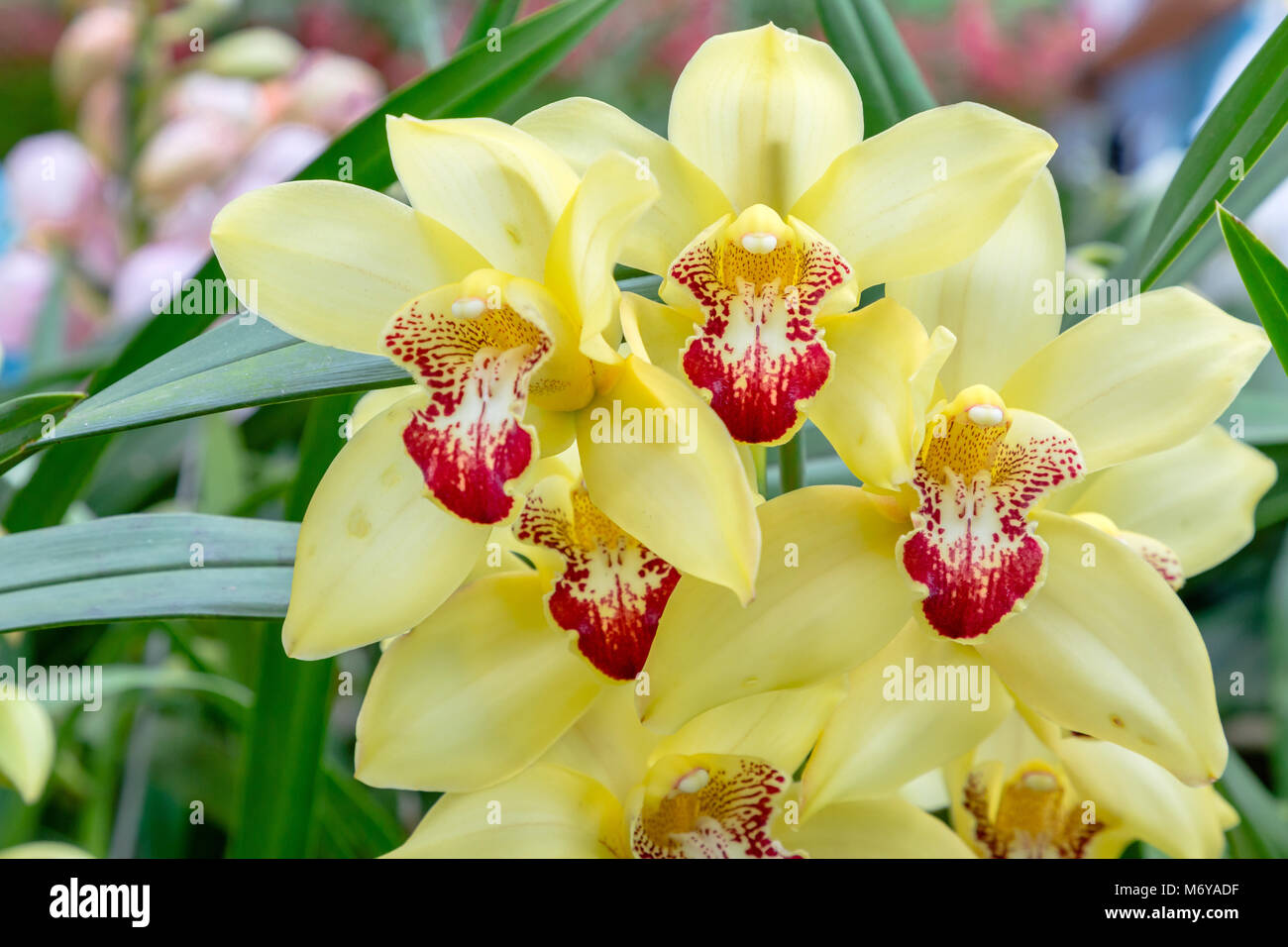 Orchid flower in orchid garden at winter or spring day for postcard ...