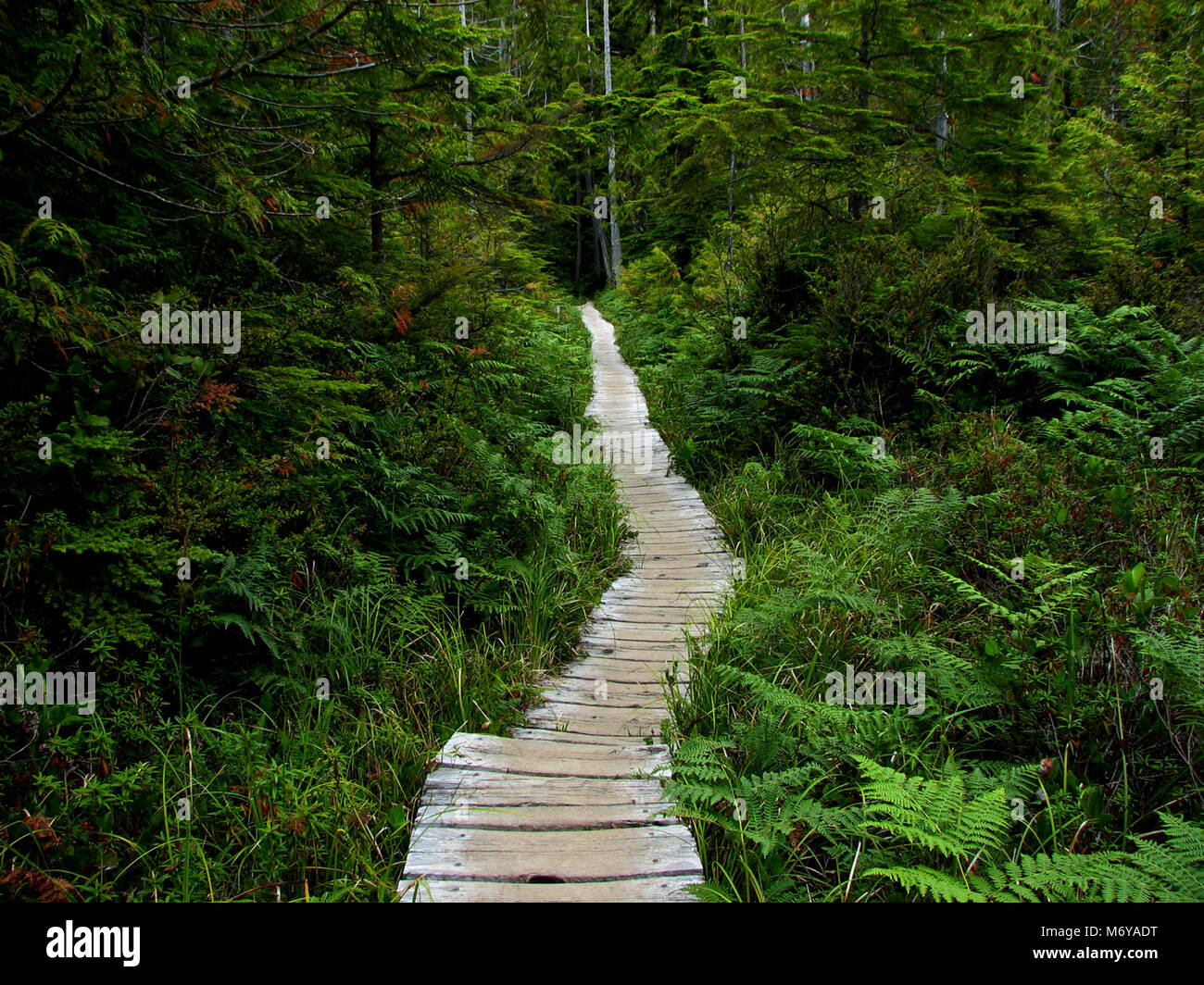 ozette triangle boardwalk ssheltren Stock Photo - Alamy