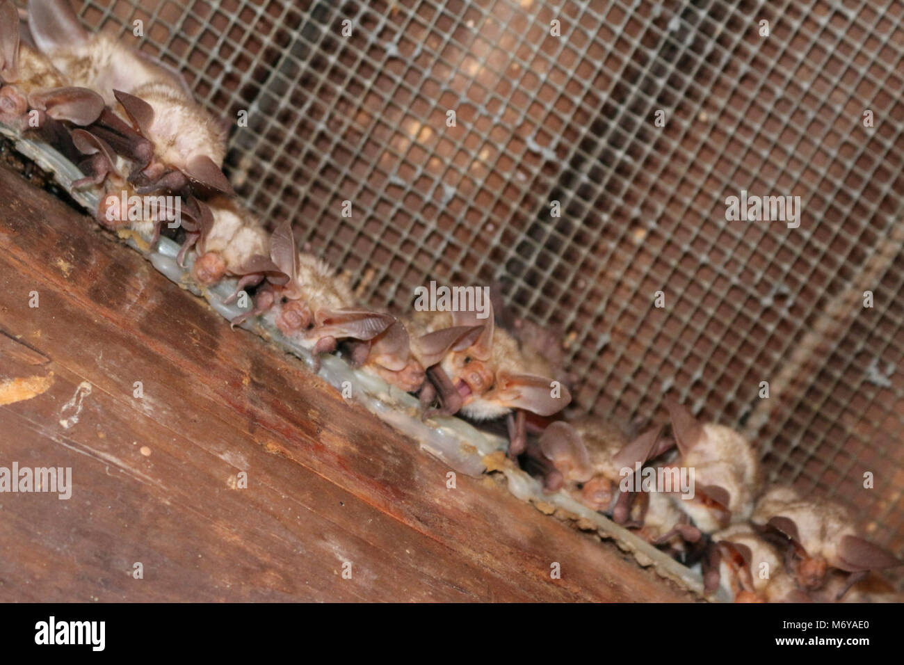 Pallid Bats Stock Photo - Alamy