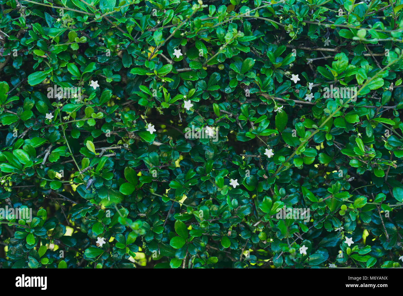 Creative layout made of green leaves. Flat lay. Nature background Stock ...