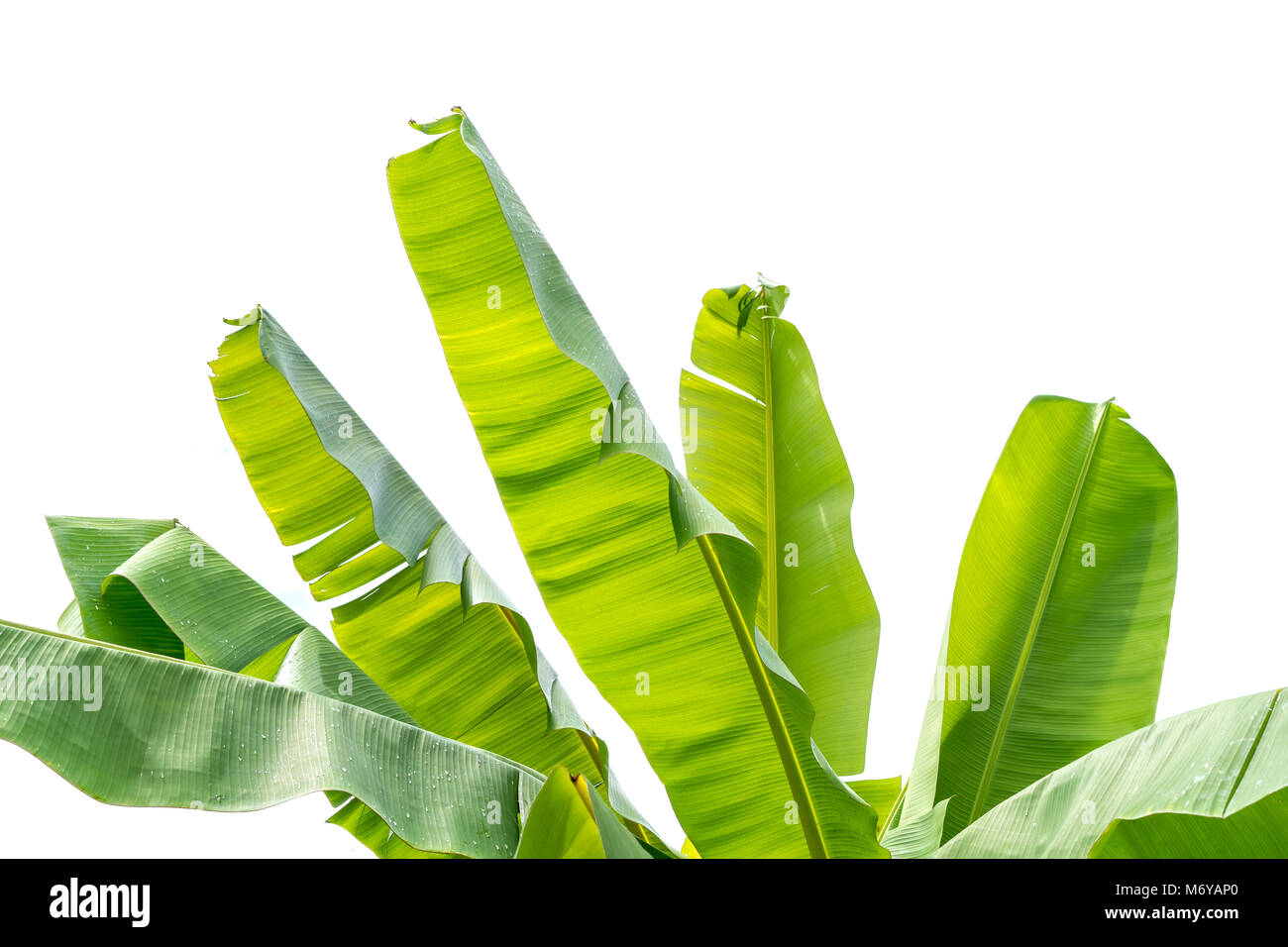 green banana leaves tree isolated on white background Stock Photo - Alamy