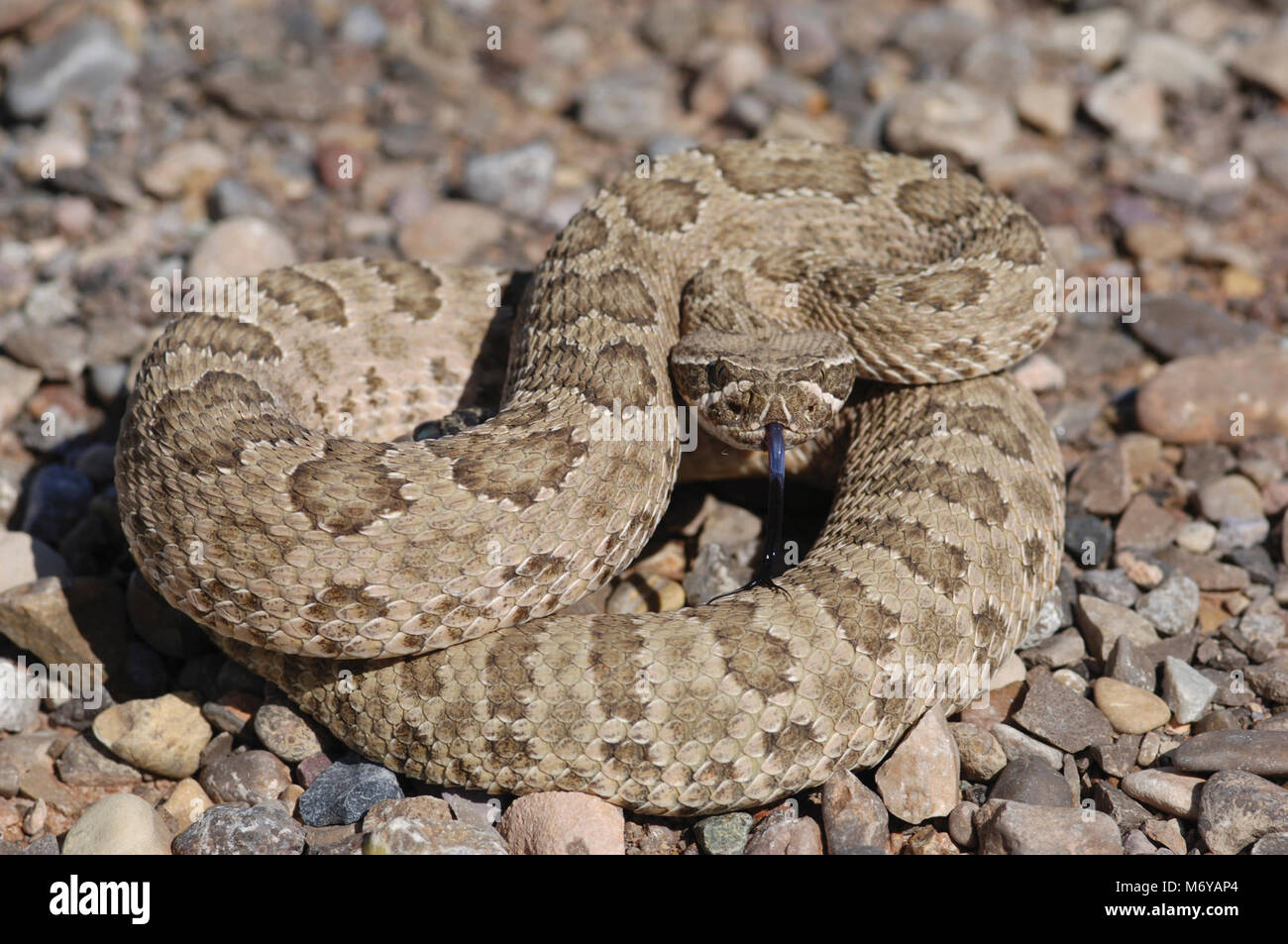 Prairie Rattle Snake Stock Photo - Alamy