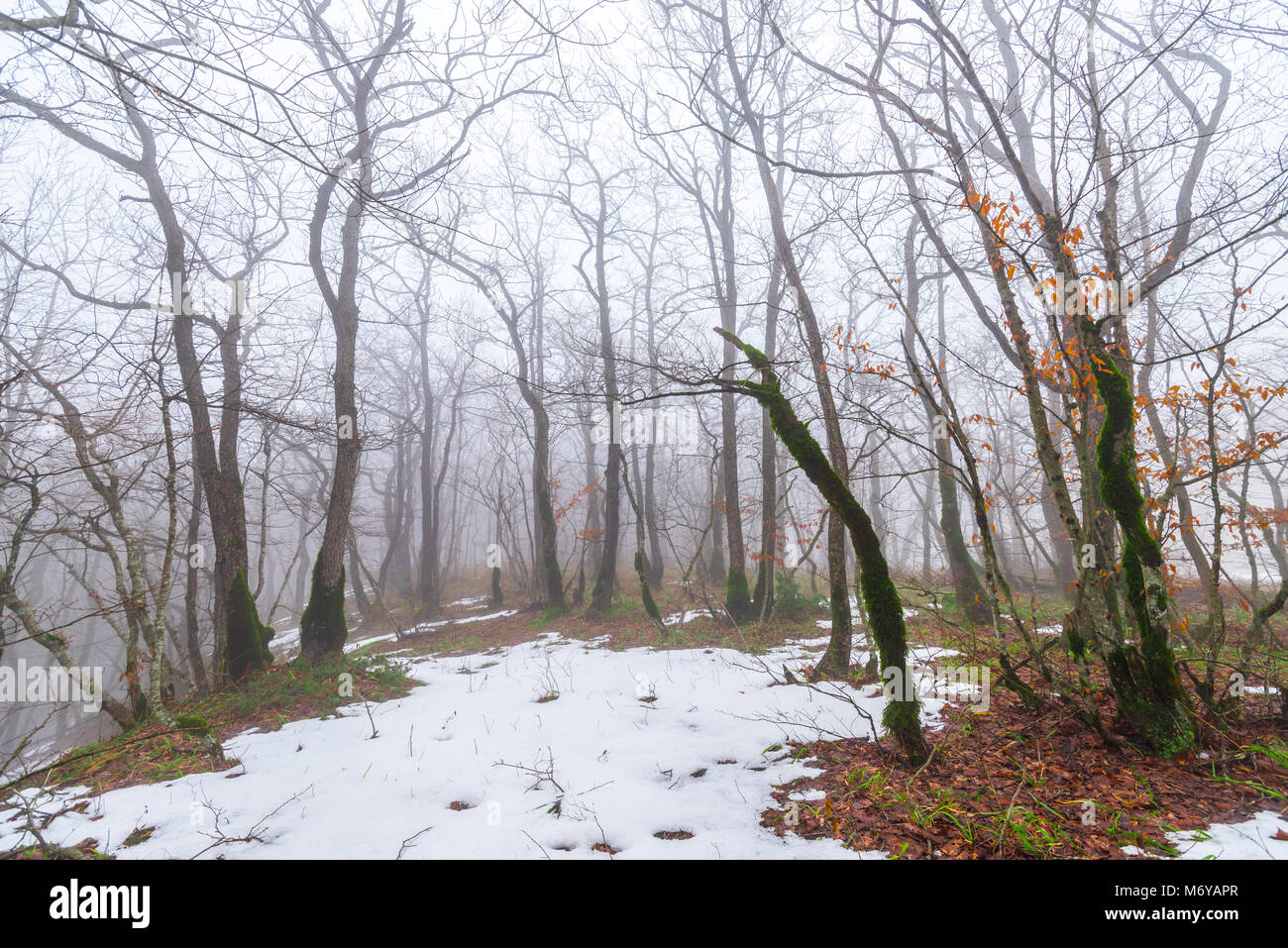 Spring nature landscape with melting snow and thawed patches in forest ...