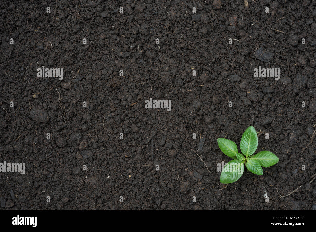 Seedling green plant surface top view textured background. Space for ...