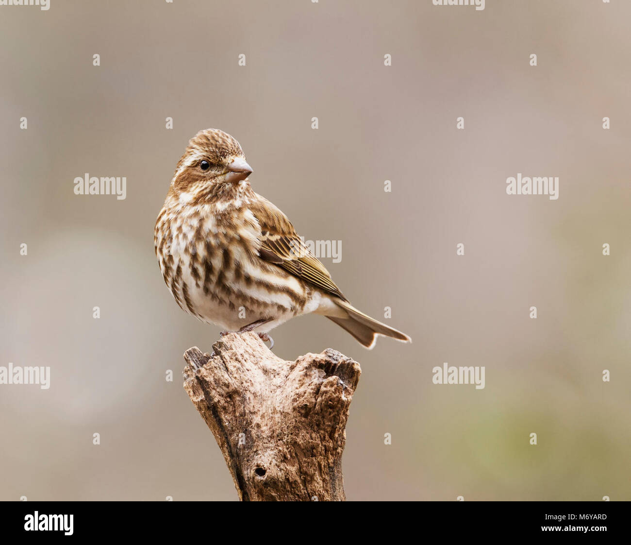 Virginia finch hi-res stock photography and images - Alamy