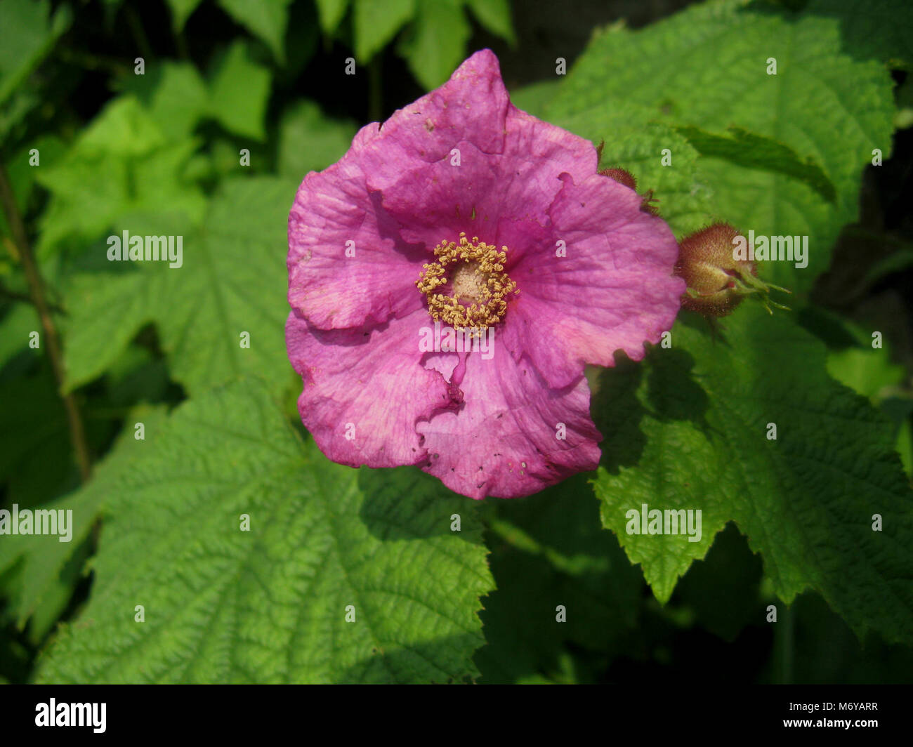 Purple-Flowering Raspberry Stock Photo - Alamy