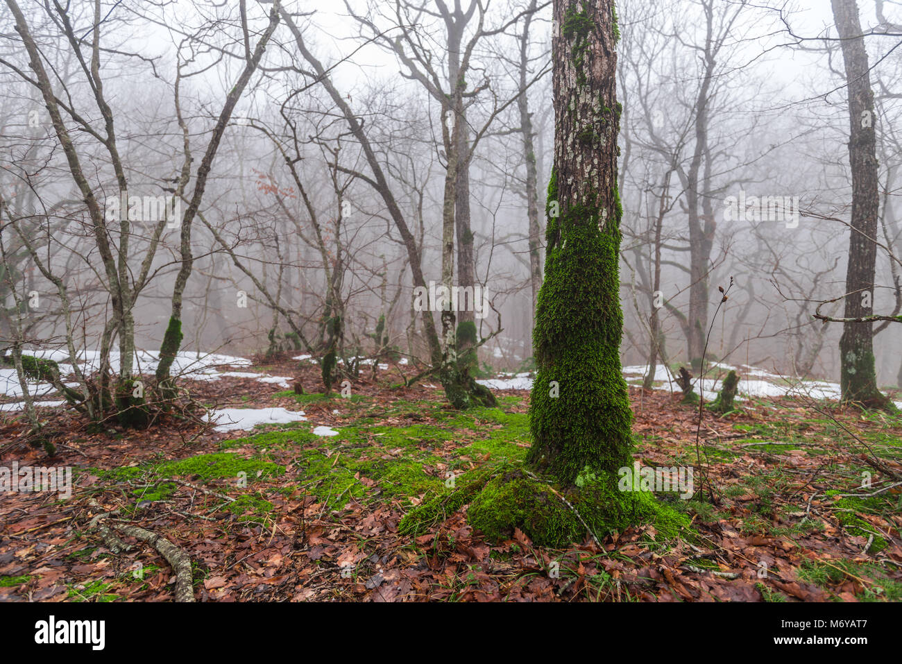 Spring nature landscape with melting snow and thawed patches in forest ...