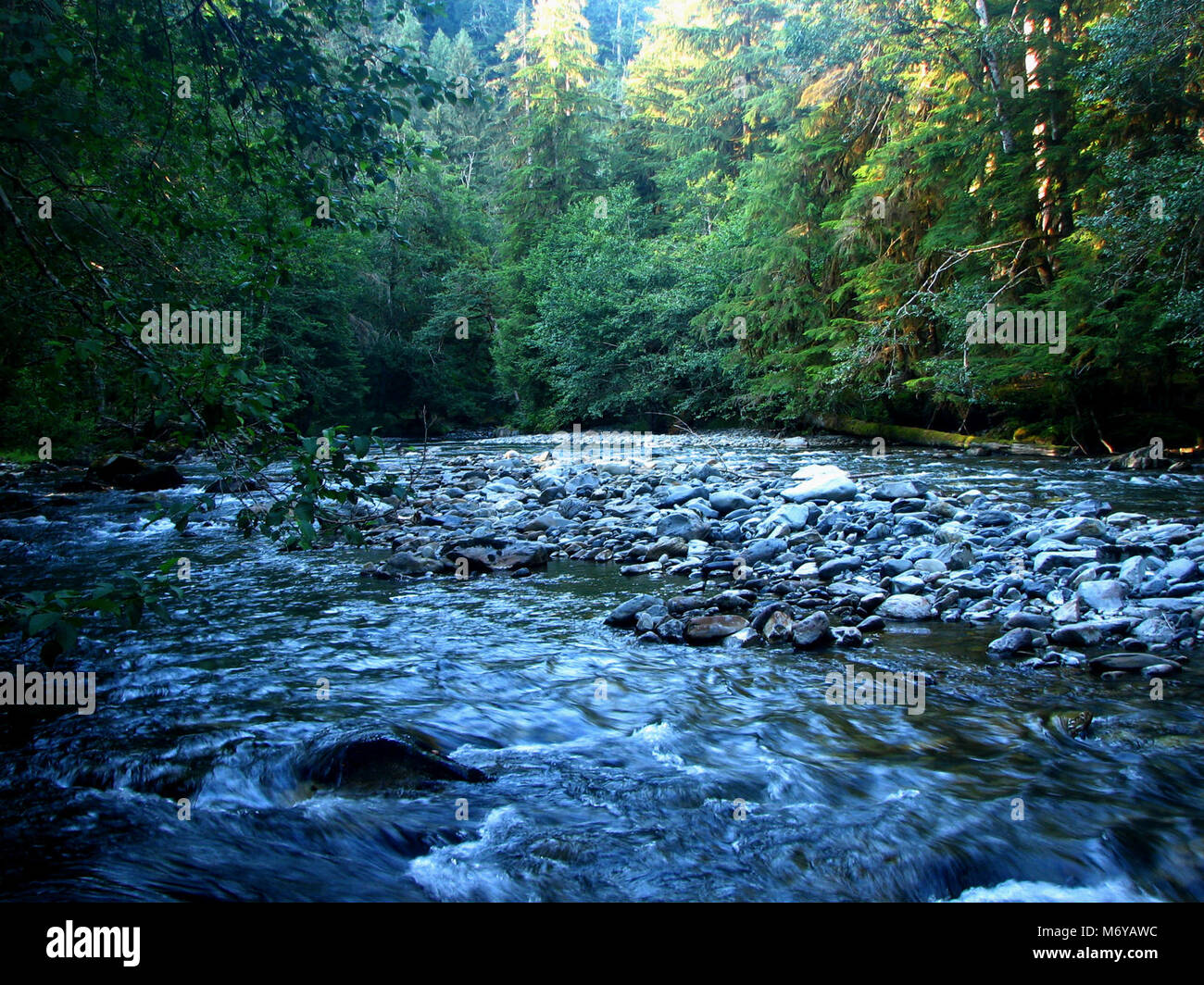 quinalt river Stock Photo - Alamy
