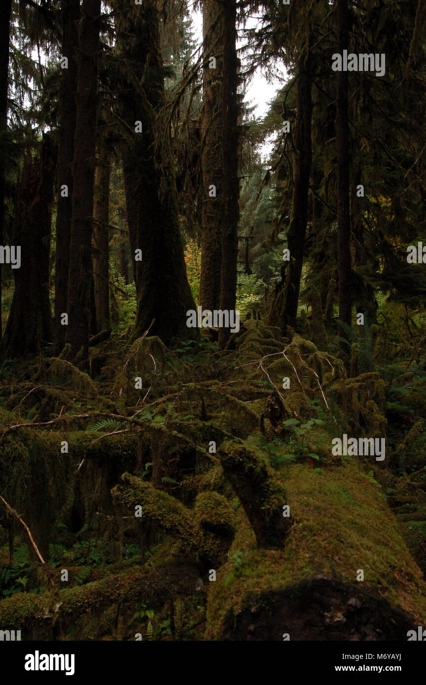 Rain Forest Stock Photo - Alamy