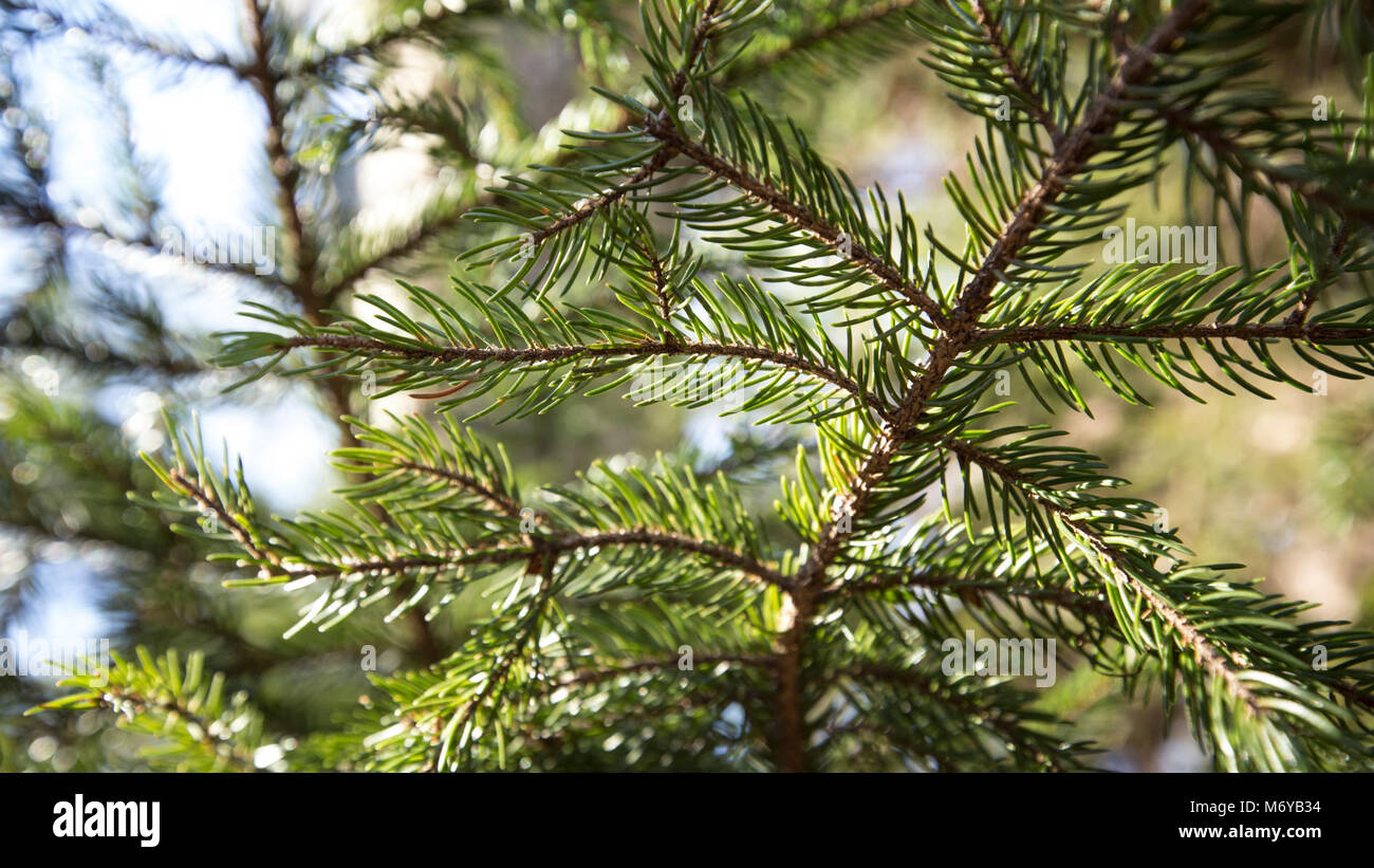 Red Spruce Stock Photo - Alamy