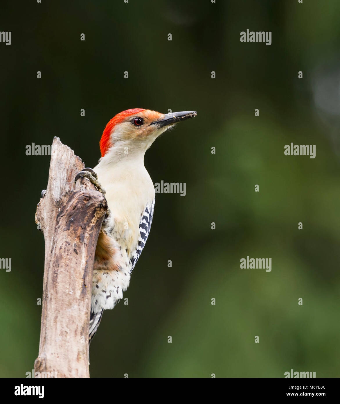 Red-belled Woodpecker (male Stock Photo - Alamy