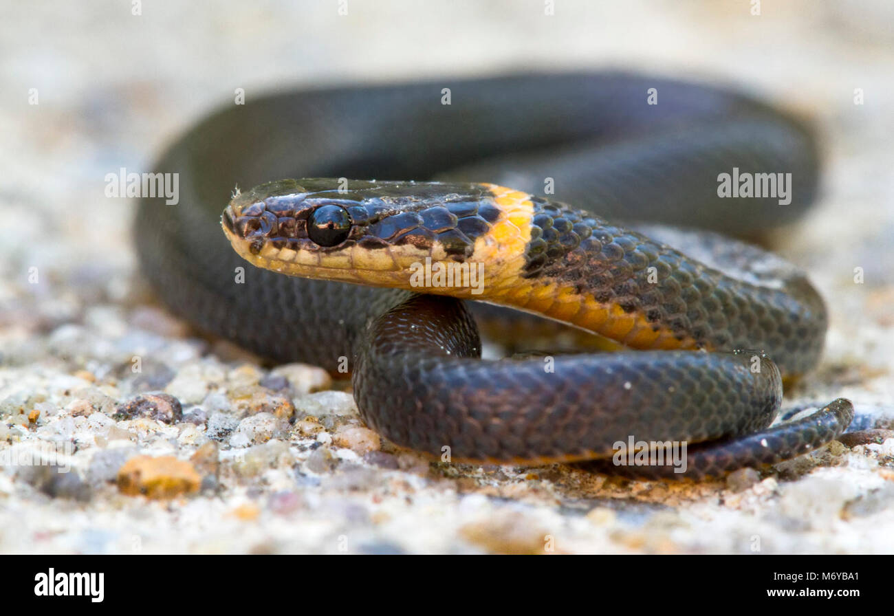 Regal Ringneck Snake Eating