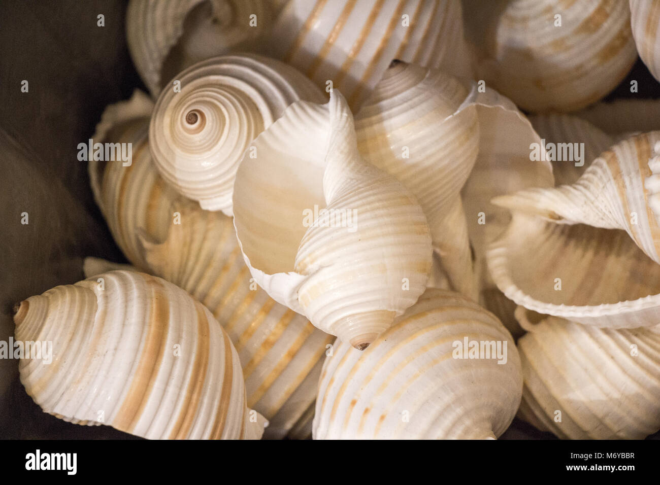 Same type of sea shells collected for decorative purposes Stock Photo ...