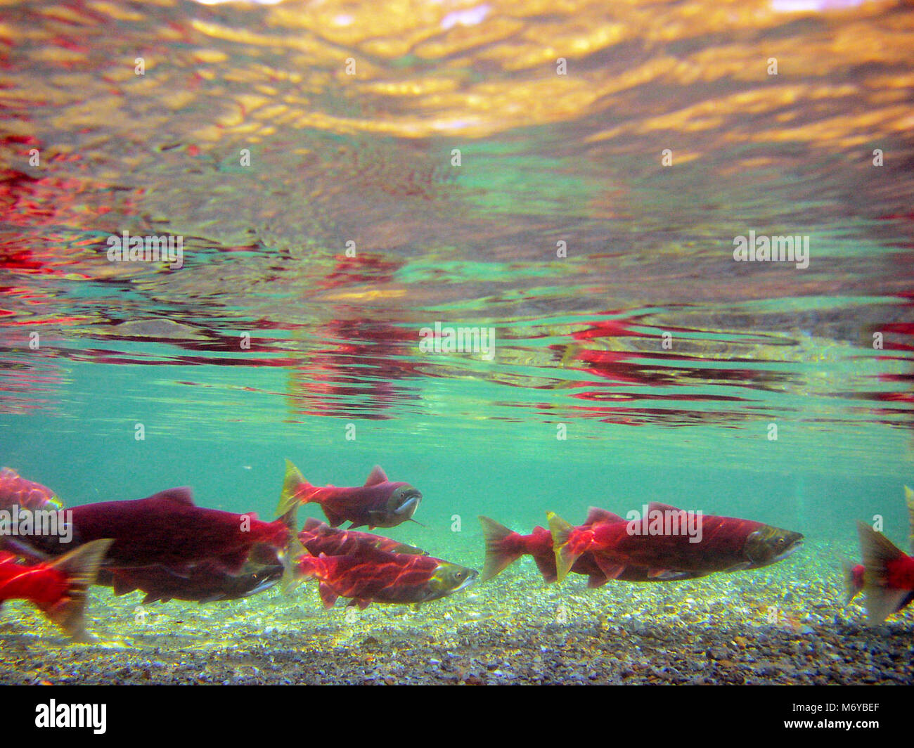 Salmon Underwater . When it is time to spawn, sockeye salmon turn from ...