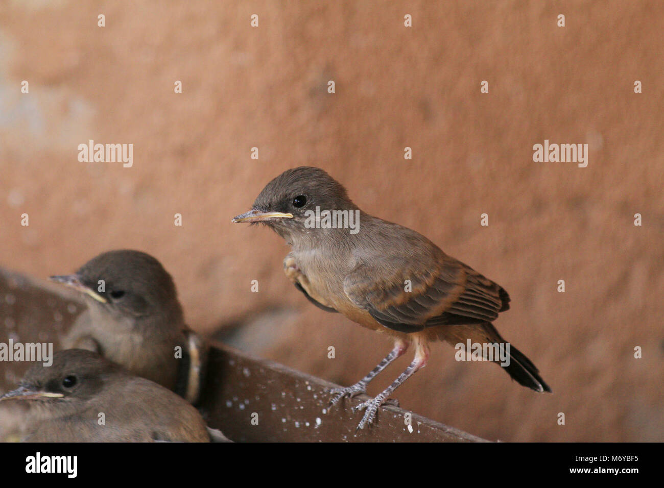 Say's Phoebe Stock Photo - Alamy