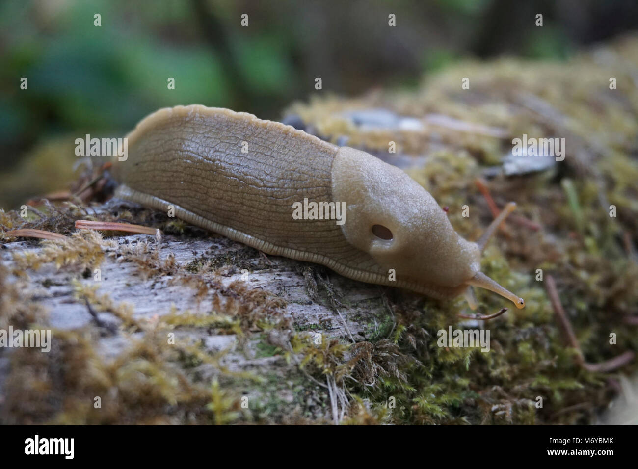 Banana slug olympic national park hi-res stock photography and images ...