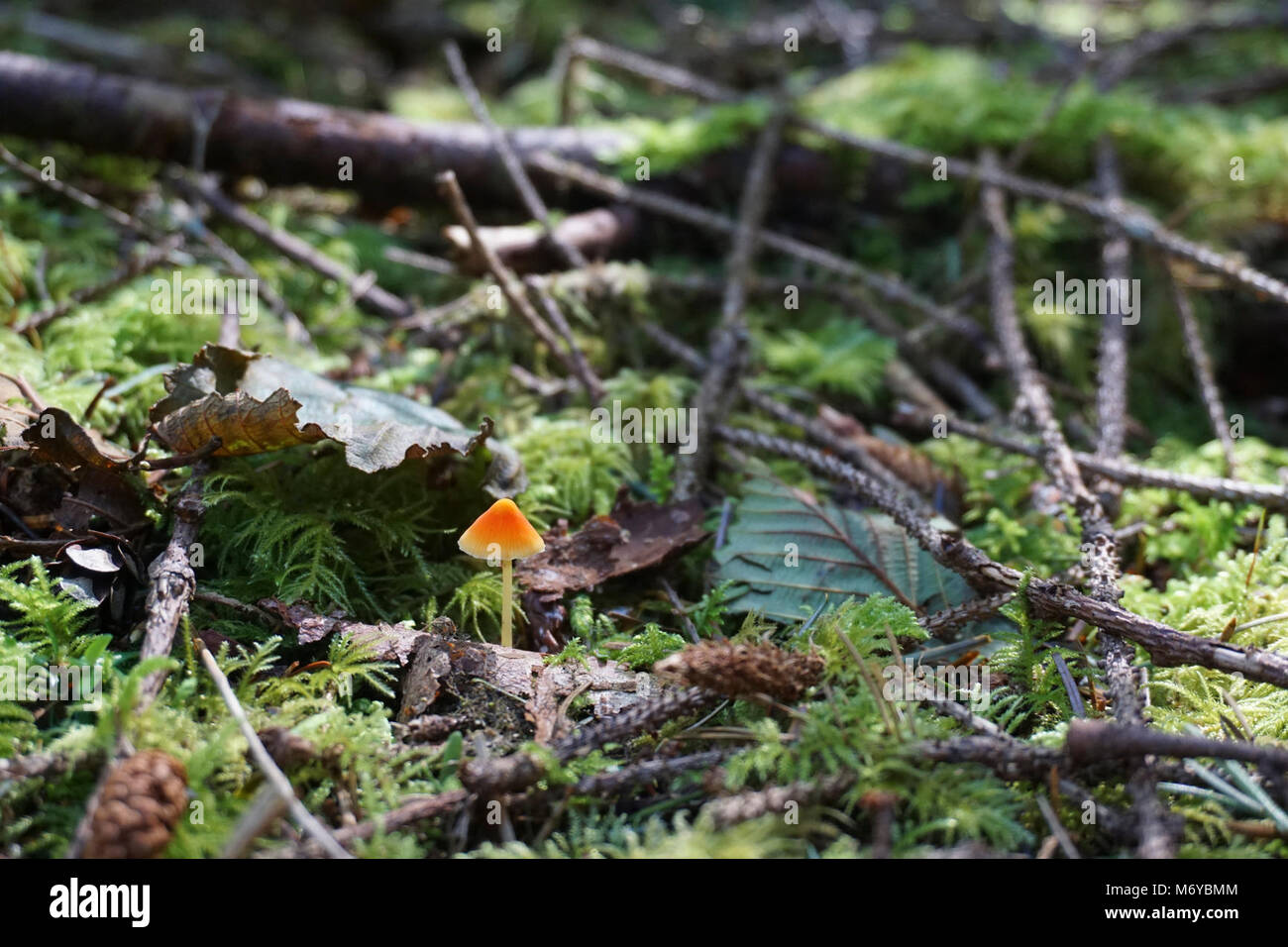 small orange yellow mushroom fungus d archuleta Stock Photo - Alamy