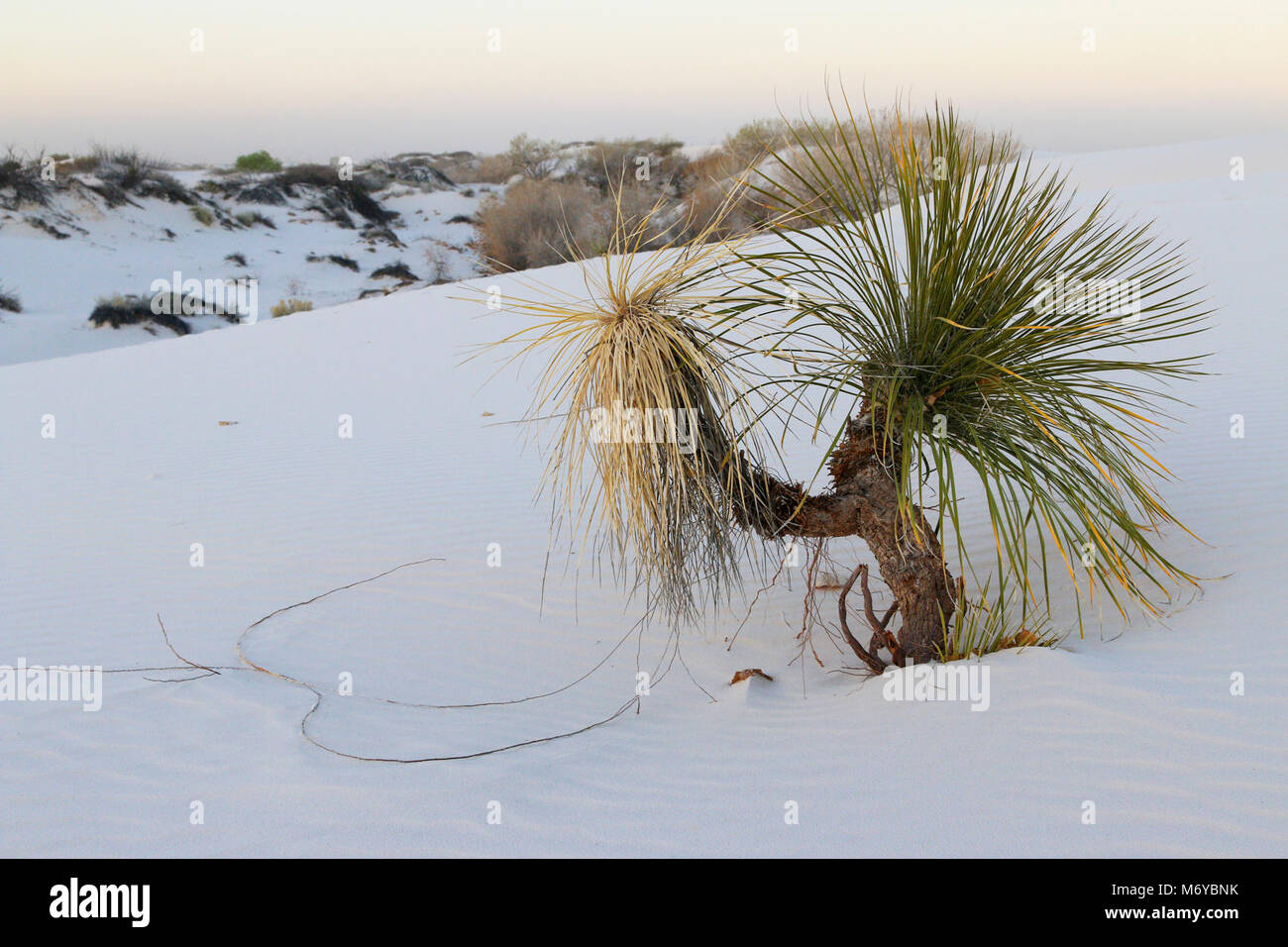 Soaptree Yucca Stock Photo - Alamy