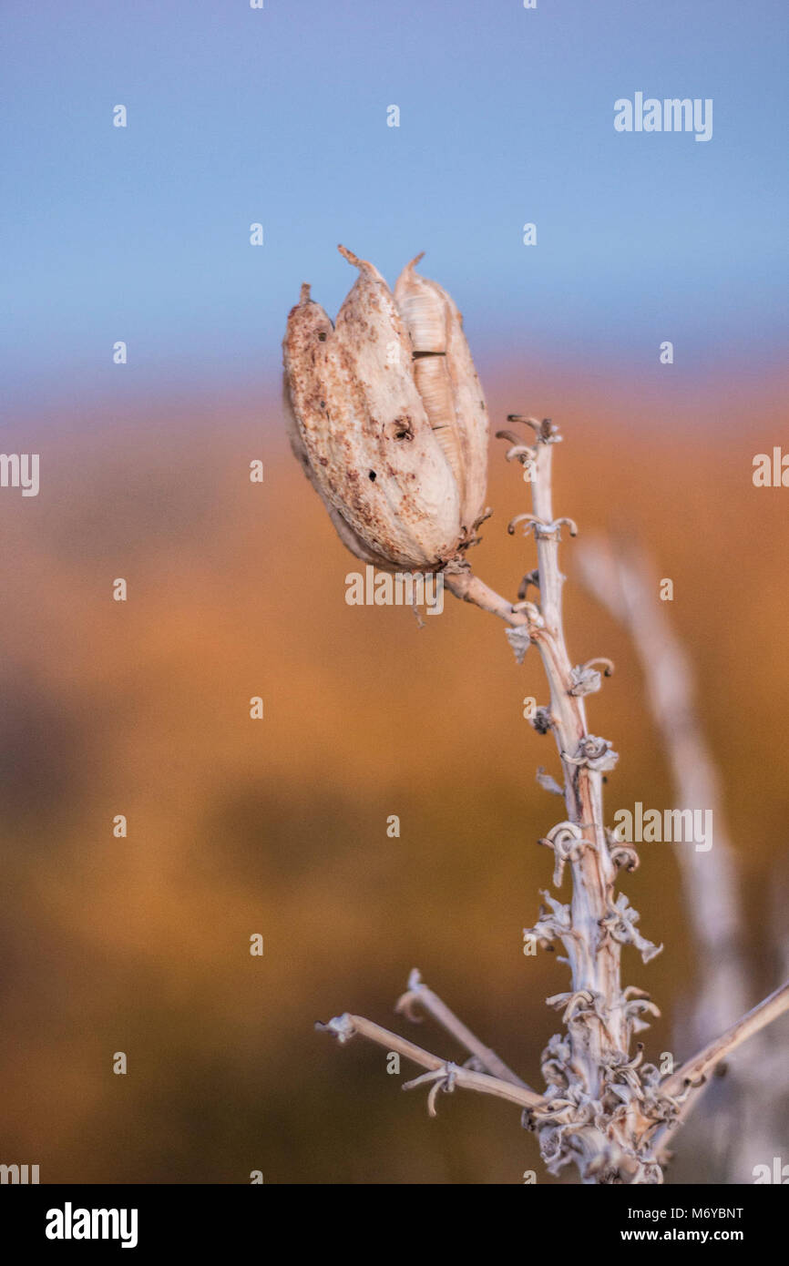 Soaptree Yucca Stock Photo - Alamy
