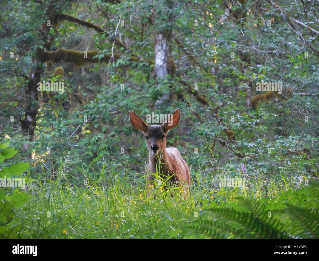 sol duc deer fawn forest cbubar Stock Photo - Alamy