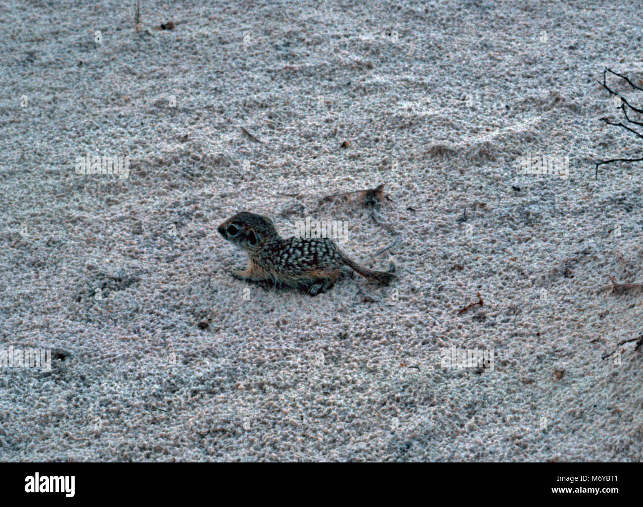 Spotted Ground Squirrel Stock Photo - Alamy