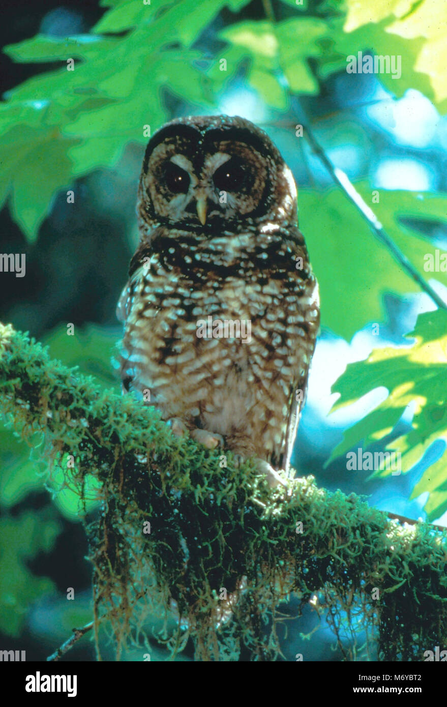 spotted owl forest bird . spotted owl (strix occidentalis) was 412 ...