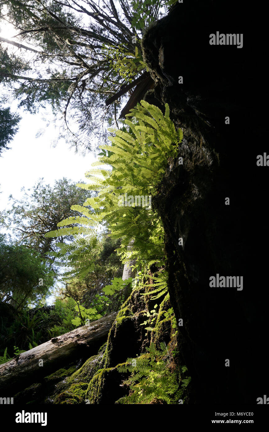 tiny ferns backlit plants rainforest quinault d archuleta Stock Photo ...