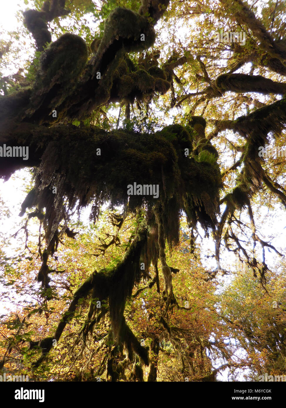 trees moss lichen shadow elbow Stock Photo - Alamy