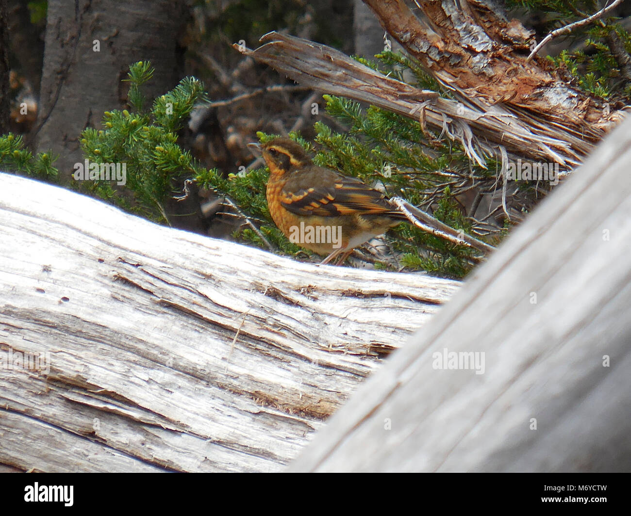 varied thursh sitting log hurricane ridge wildlife birds c bubar august ...