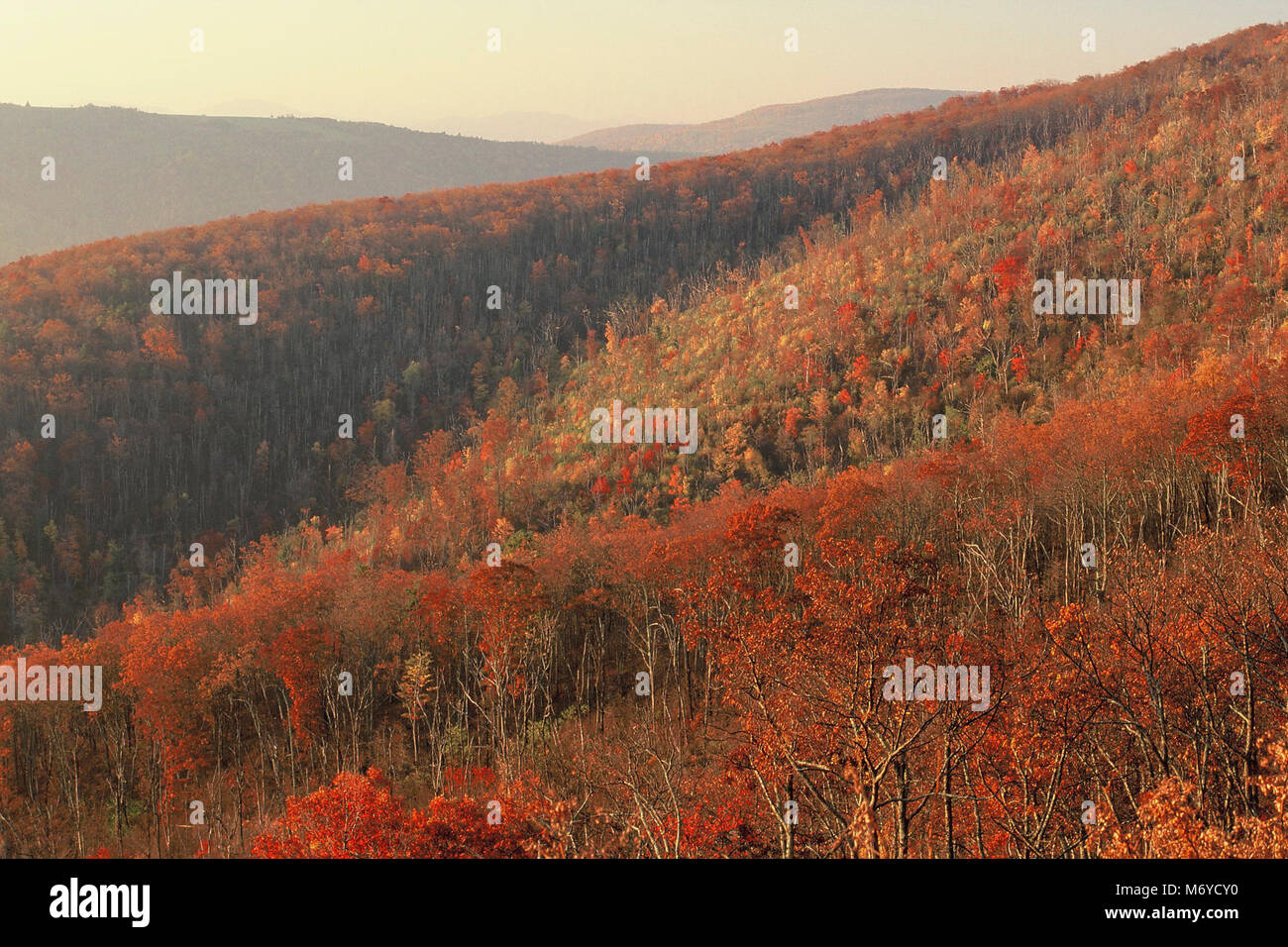 Moormans hi-res stock photography and images - Alamy