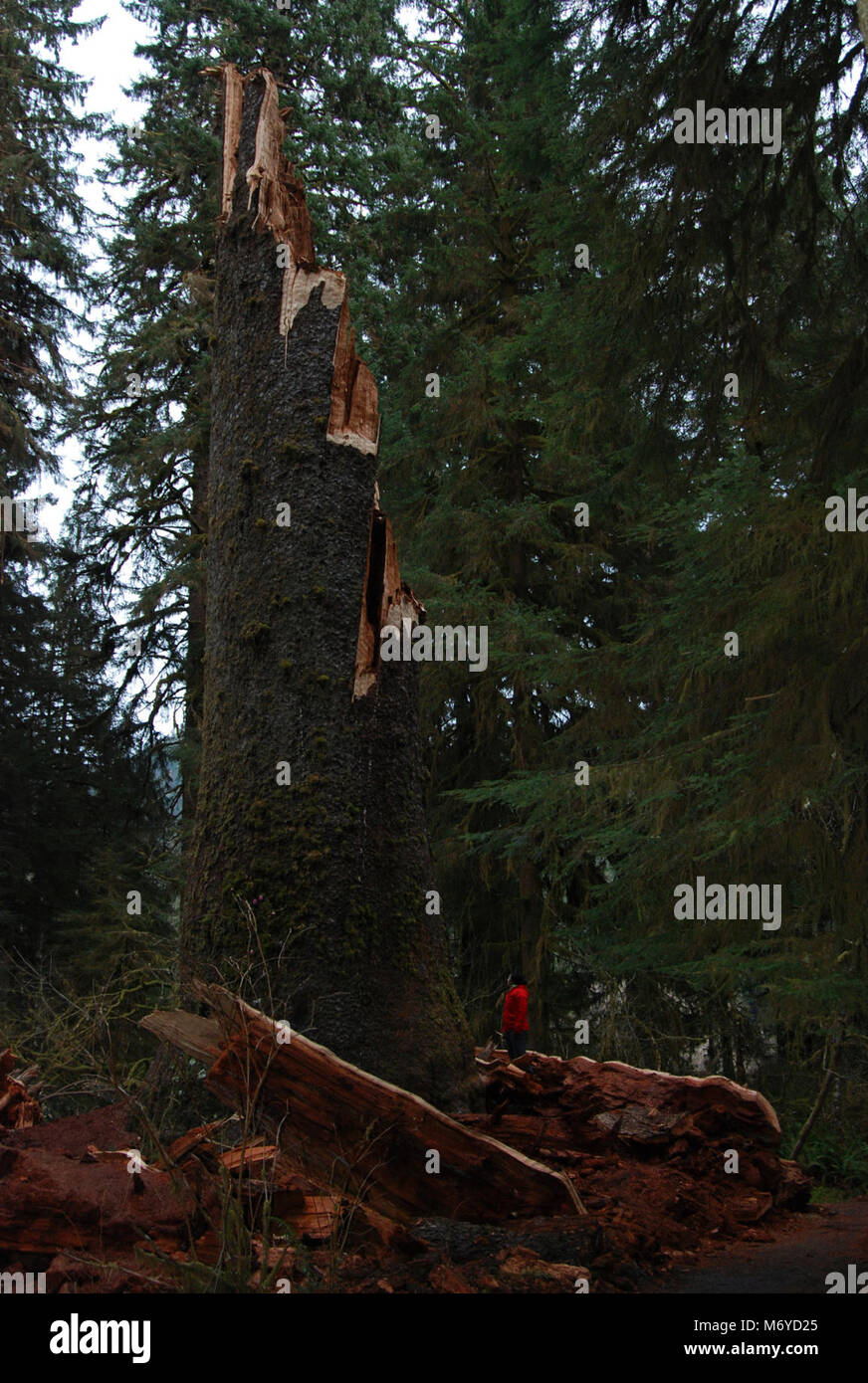 visitor big spruce tree fallen rainforest Stock Photo - Alamy