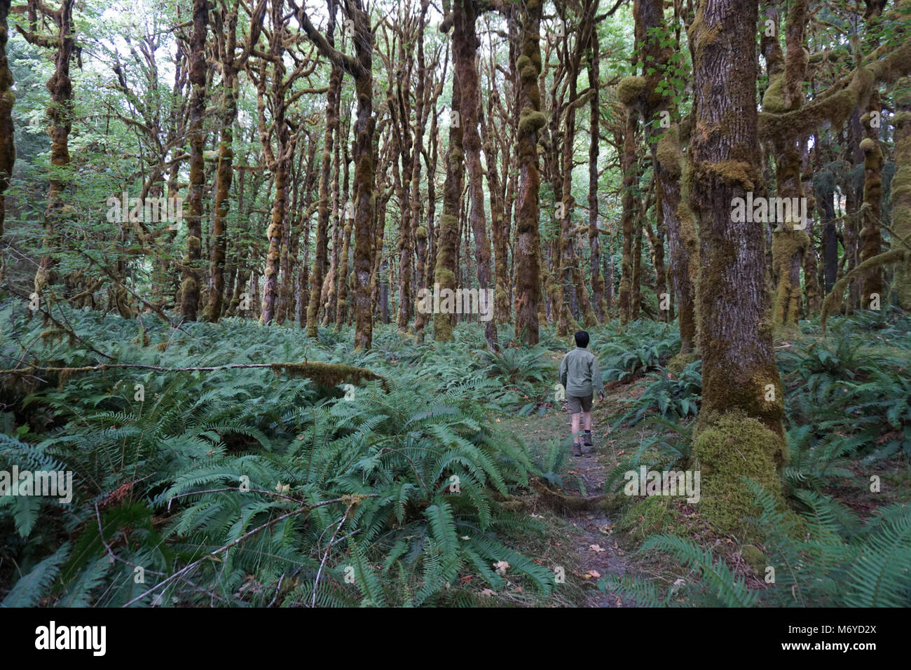 visitor person walking graves creek nature trail wuinault rainforest d ...