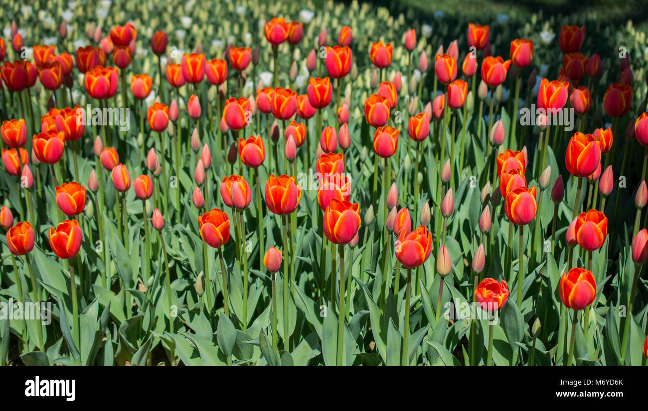 Orange color Tulips Bloom in Spring in garden Stock Photo - Alamy