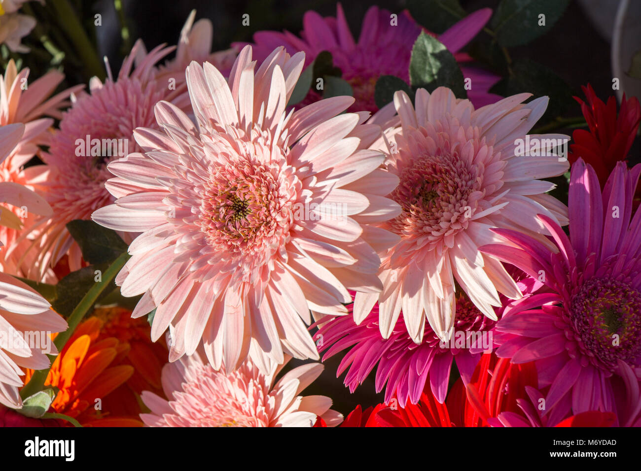 Beautiful colorful natural spring flowers in macro view Stock Photo - Alamy