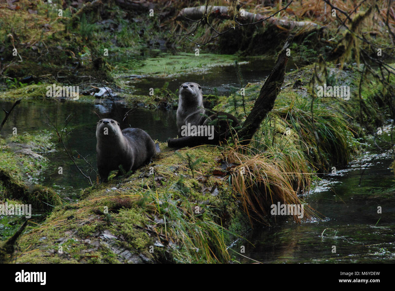 wildlife otters river Stock Photo - Alamy
