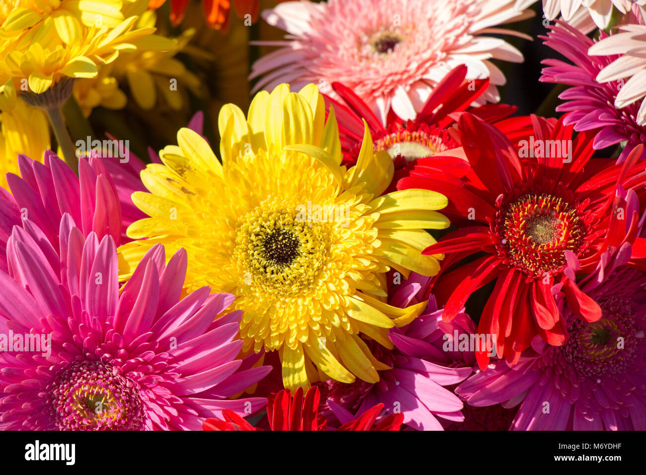 Beautiful colorful natural spring flowers as a nature background Stock ...
