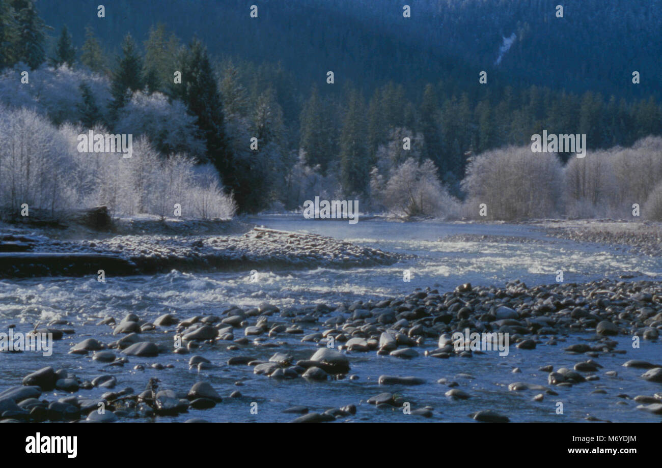 Winter moringing -- Upper Queets . Winter moringing -- Upper Queets OLD ...