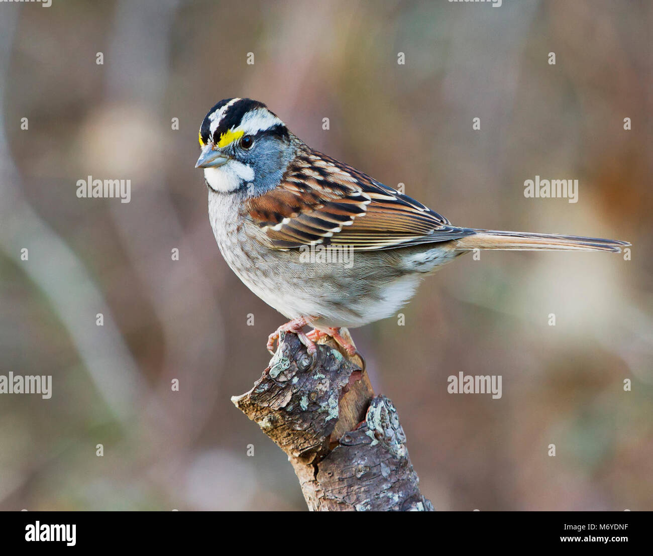 Wite bird hi-res stock photography and images - Alamy