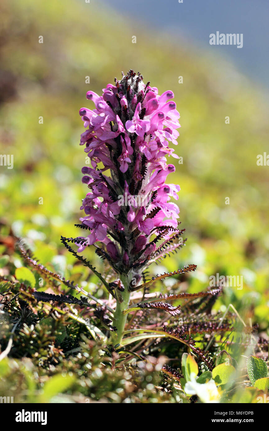 Woolly Lousewort (Pedicularis lanata) . The pink flowers of woolly ...